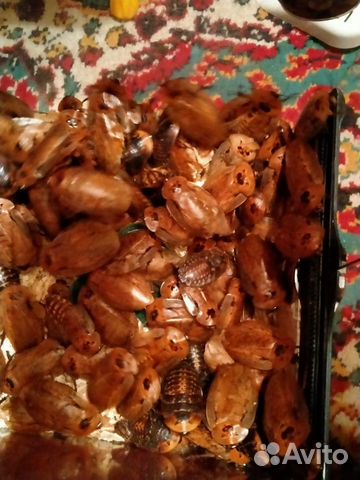 Тараканы архимандриты