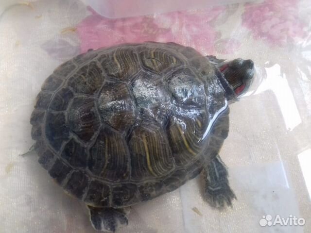 Отдам черепаху в хорошие руки,самой некогда ухажив