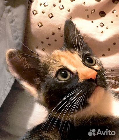 Кошка и котёнок черепахового окраса