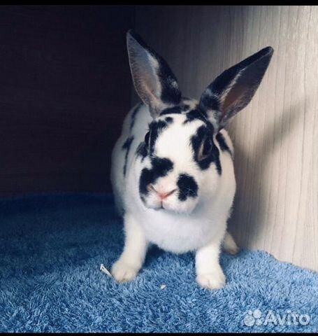 Карликовый кролик
