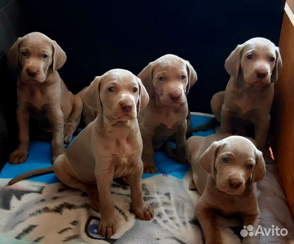 Веймаранер щенки