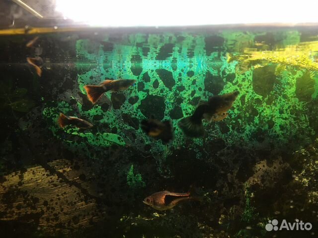 Гуппи берлинские