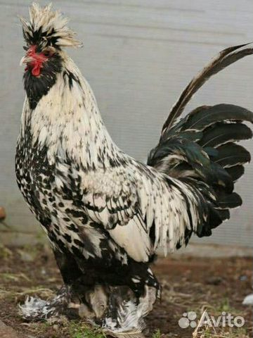 Яйцо инкубационное