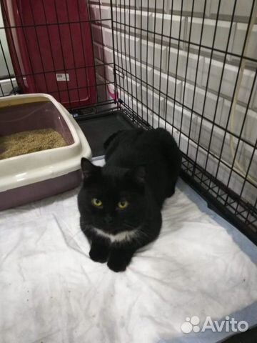 Котик Маркиз