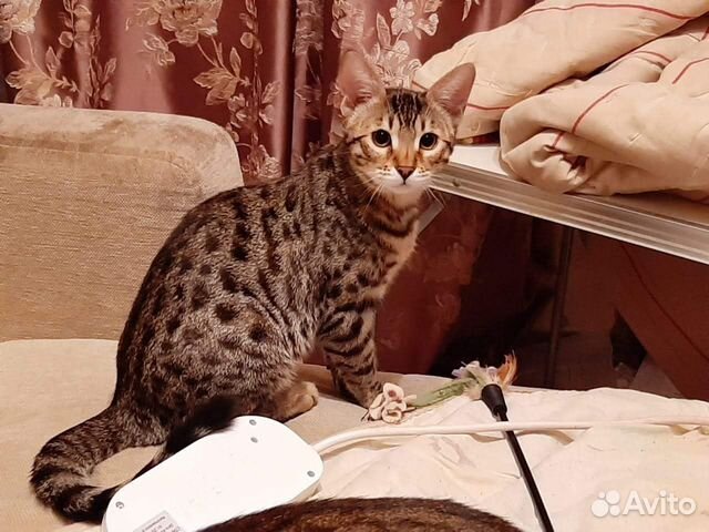 Кошечка метиска-бенгалка