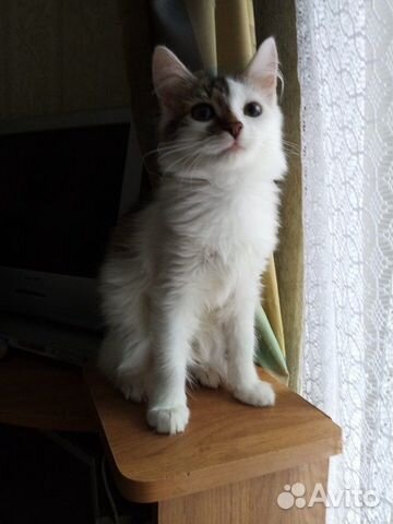 Пушистая очаровашка