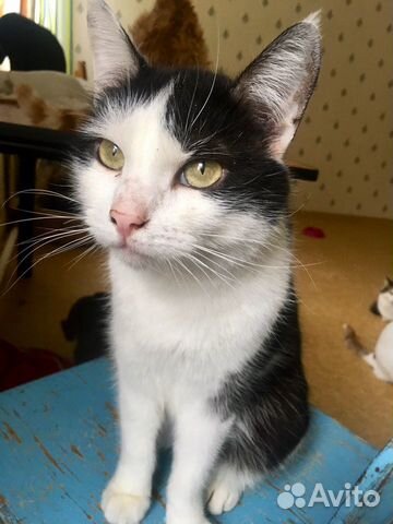 Кот Пончик в добрые руки