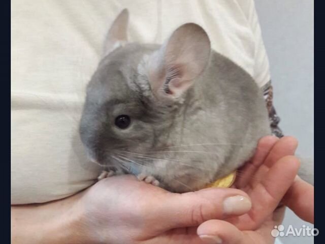 Шиншилла редкого окраса