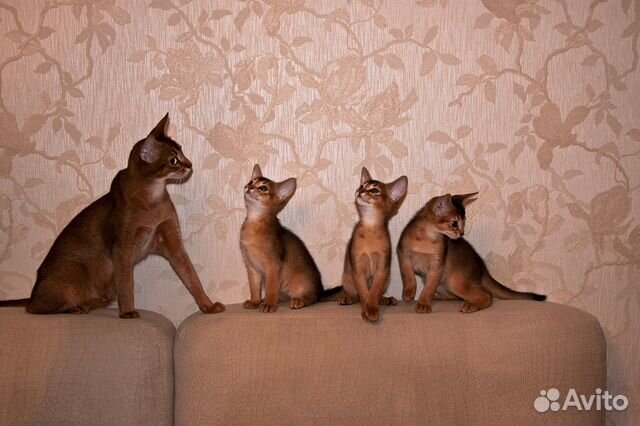Абиссинские котята