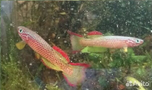 Киллифиш, Нотобранхиус, Афиосемион