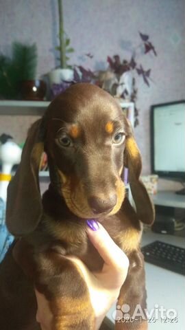 Кофейно-шоколадные щенки такс 2 мальчика 2 девочки