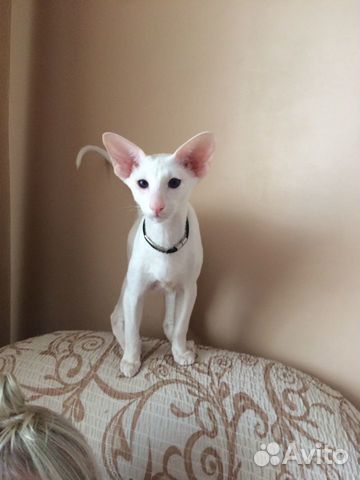 Ориентальные котята