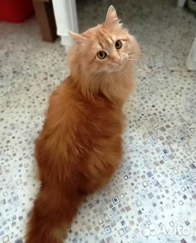 Рыжий милый котенок. 6 месяцев