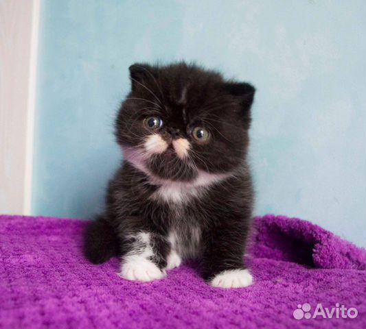 Экзотик мальчик чёрный с Белым