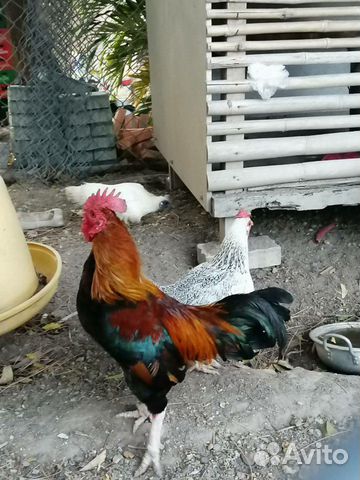 Инк.яйцо,молодняк птицы