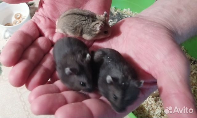 Отдаю джунгарских хомячков в добрые руки
