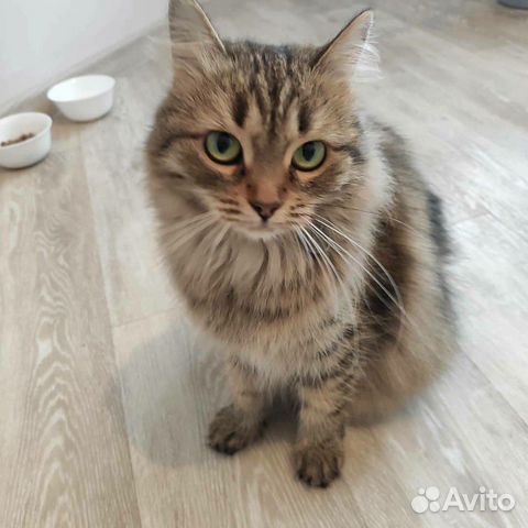 Кошка лучше котенка