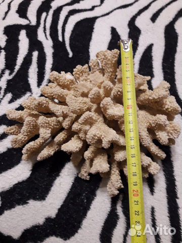 Натуральный коралл