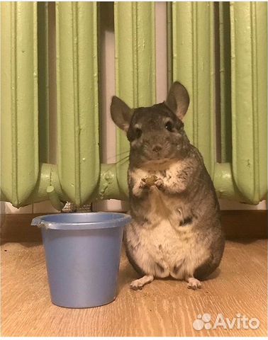 2 шиншиллы с клеткой