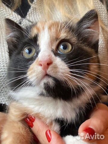 Котёнок Анфиса в добрые руки