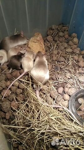 Мышь сатиновая