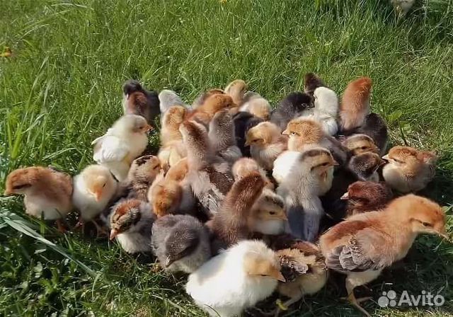 Цыплята бройлер и несушки