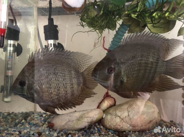 Рыбы