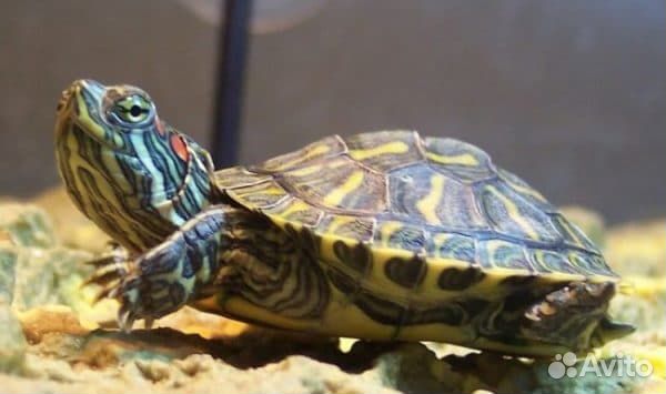 Черепаха красноухая 6мес