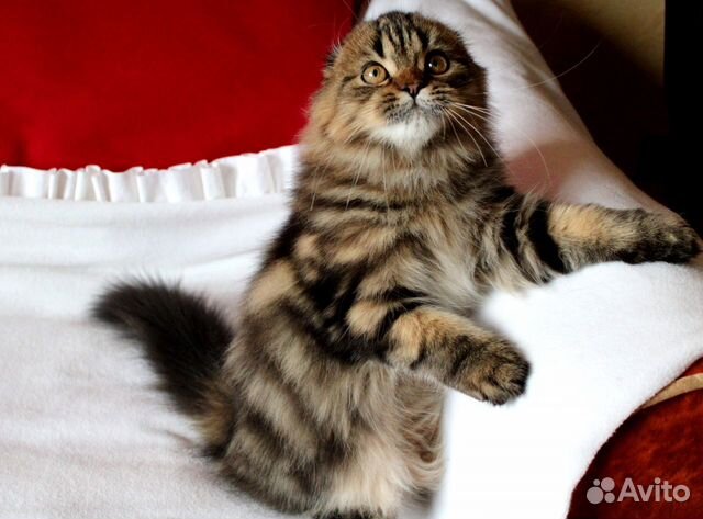 Шотландский котенок (хайленд фолд) черный мраморны