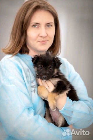Щенки в дар, маленький щенок в дар, некрупный щено
