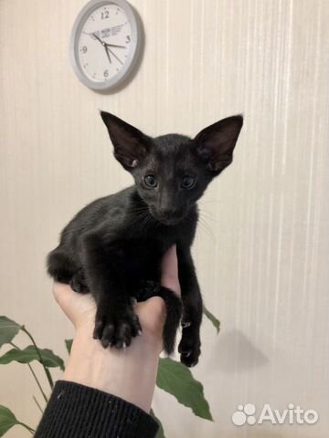 Котёнок от Чемпиона Мира