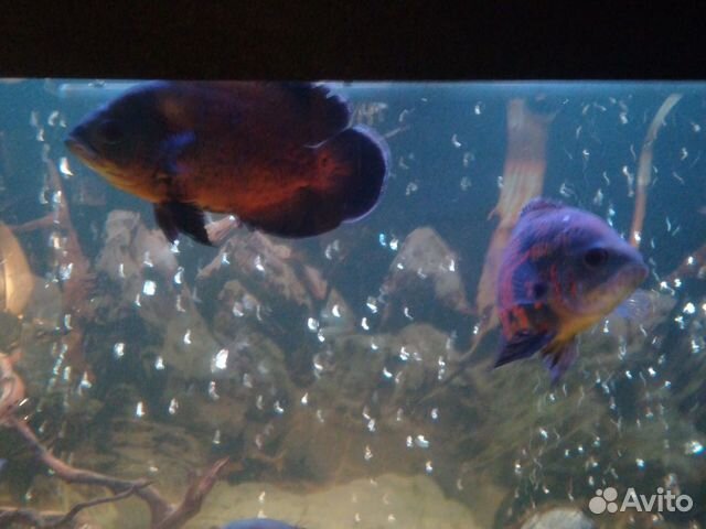 Астронотусы 2 тигровых, 1 ореховый, 1 глазчатый