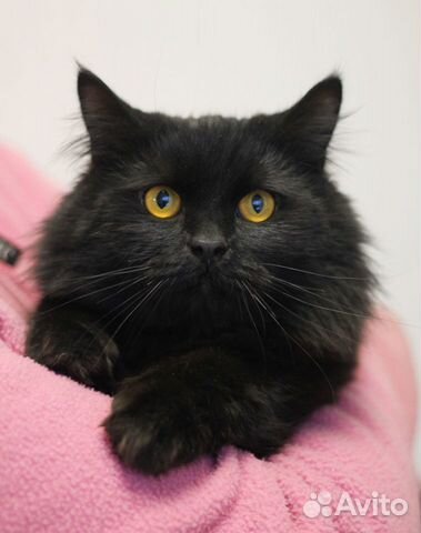 Шикарный черный пушистик