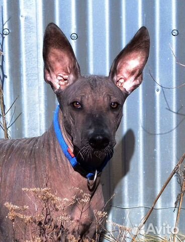 Щенки ксоло (станд) мексиканская голая собака