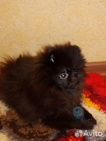 Помиранский шпиц