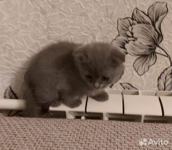 Продам британских короткошерстных котят