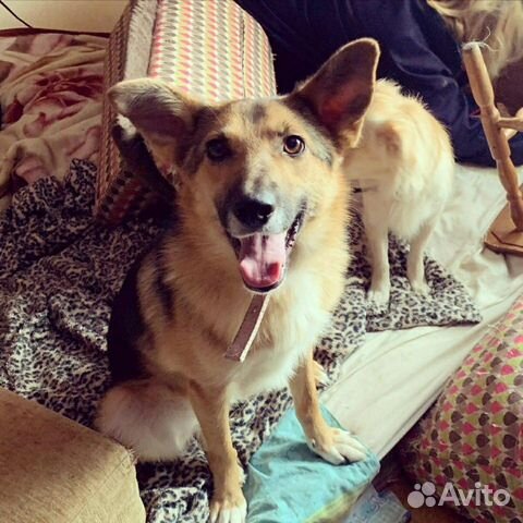 Собачка Гердочка -мини овчарка в добрые руки