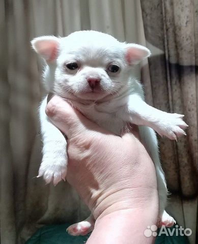 Мальчик чихуахуа белый