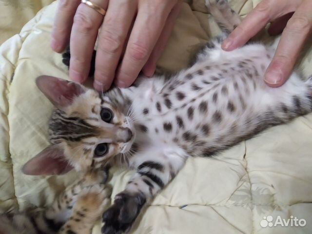 Бенгальские двухмесячные котята