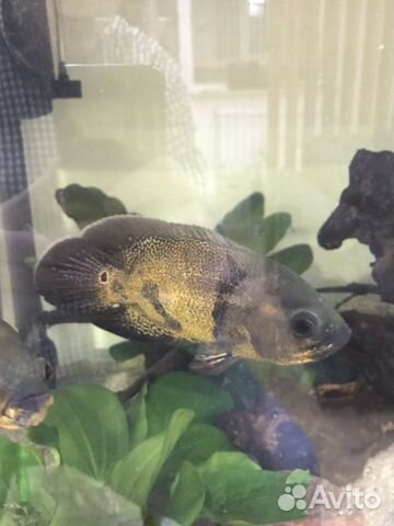 Астронотус