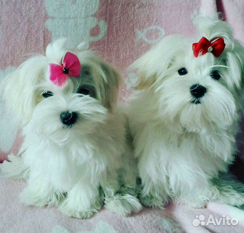 Малыши мальтийской болонки