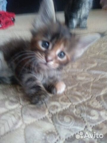 Котята мэй-кун