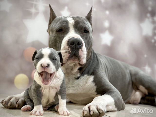 Щенки амстаффа голубого окраса
