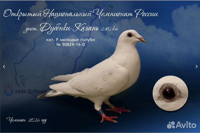 Спортивные голуби