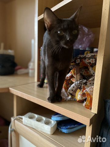 Продам котёнка