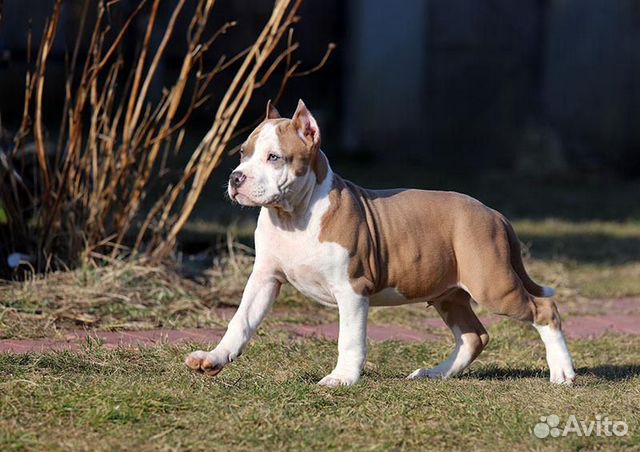 Красивые щенки амстаффа - питомник