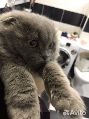 Котёнок вислоухий шотландец