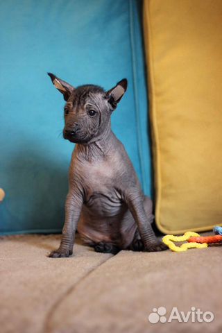 Продажа щенков