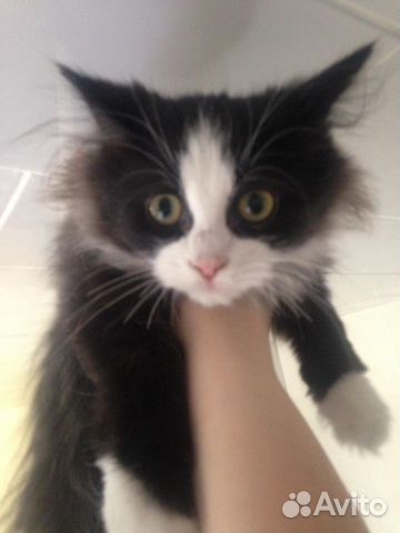 Котёнок-пушистик ищет дом