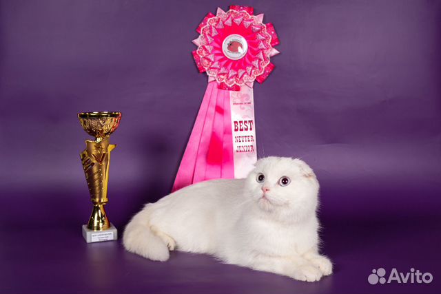 Плюшевый голубоглазый мальчик